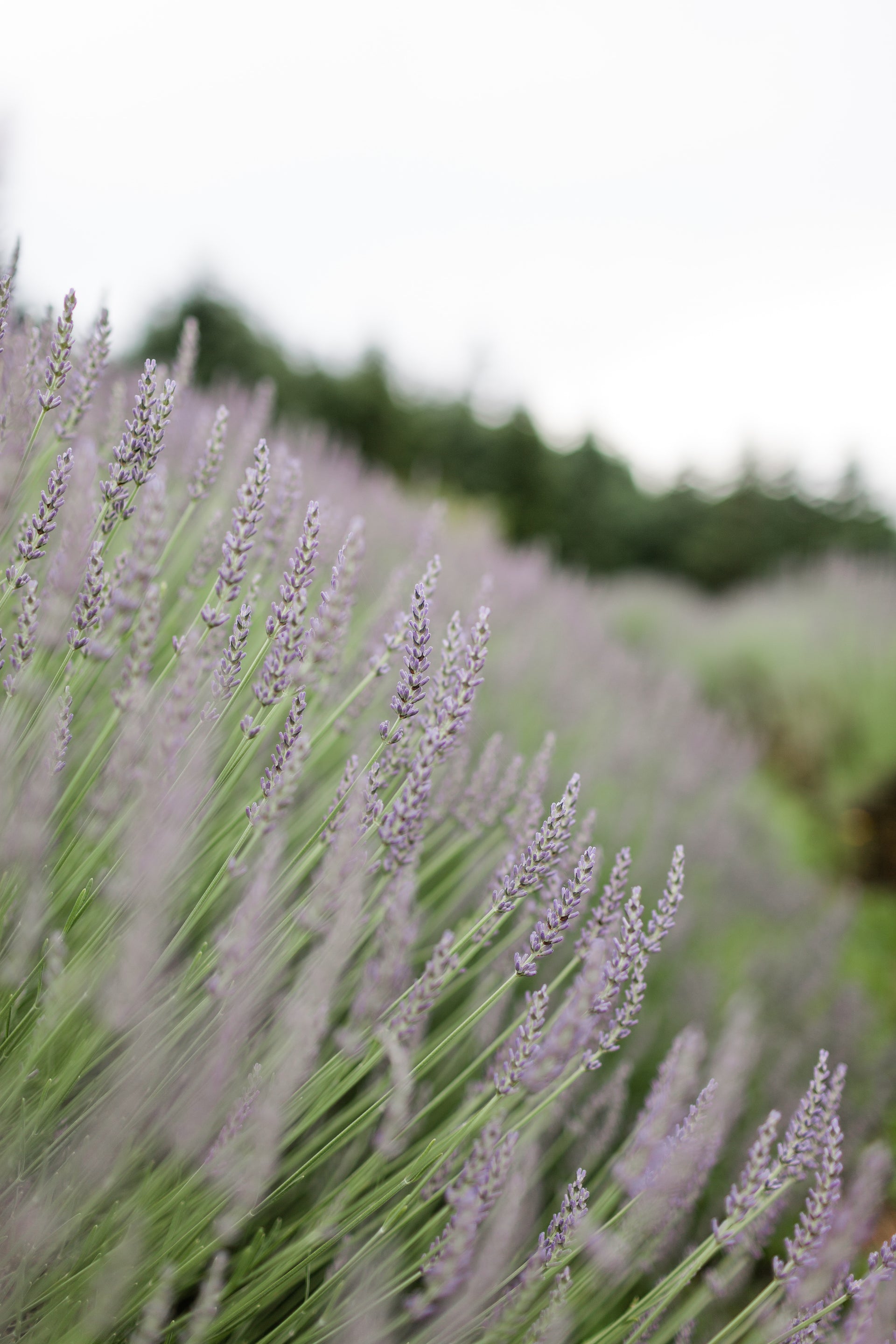 Victoria's Lavender
