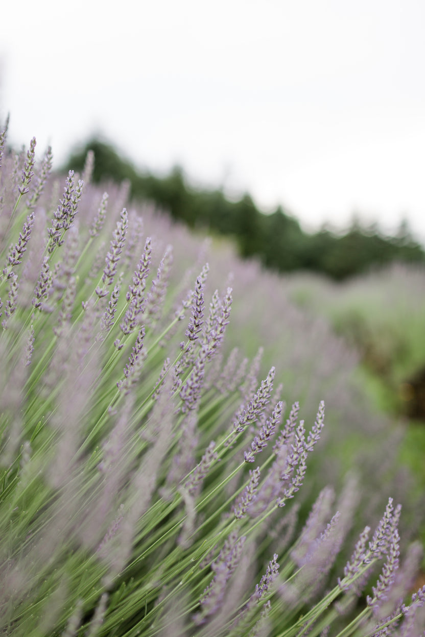 Victoria's Lavender