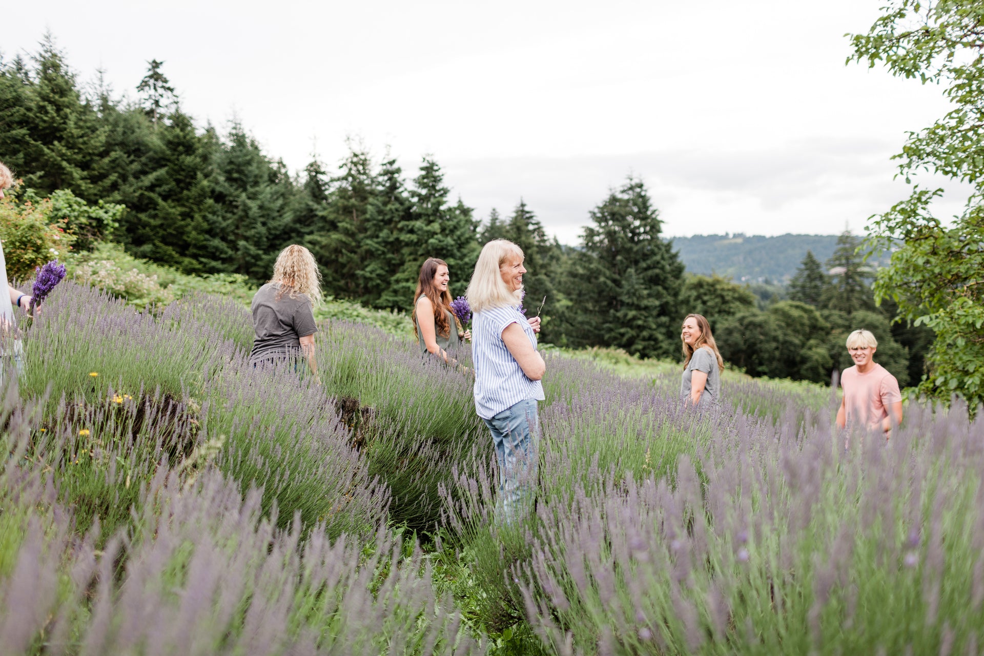 Victoria's Lavender